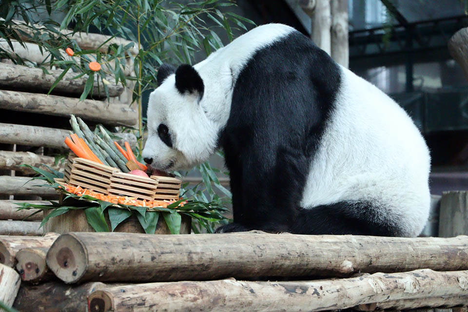 Giant panda ‘Lin Hui’ celebrates 21st birthday anniversary in Chiang ...