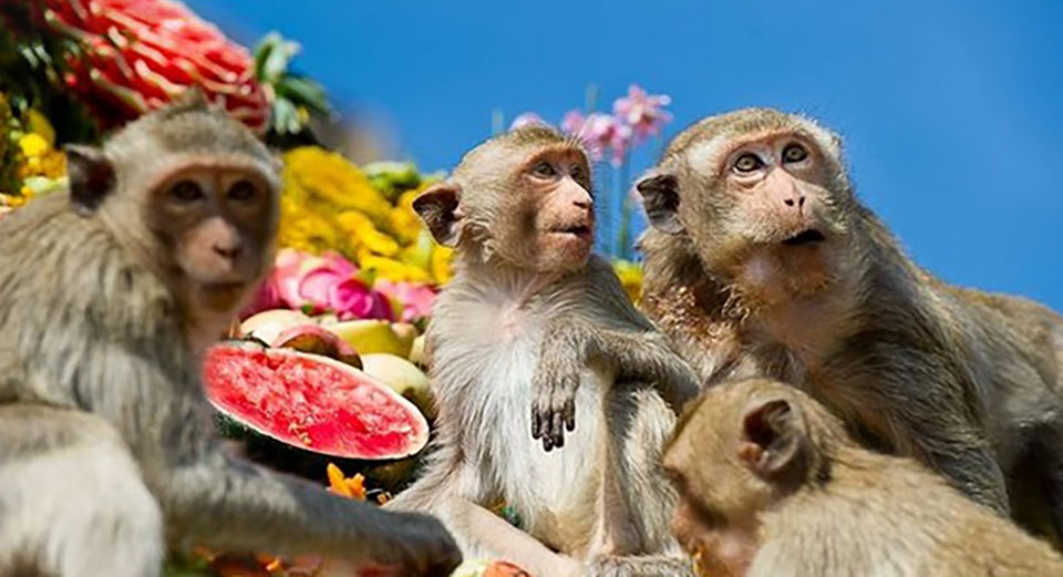 ‘Monkey Buffet Festival’ in Lopburi Nov 26 - Pattaya Mail