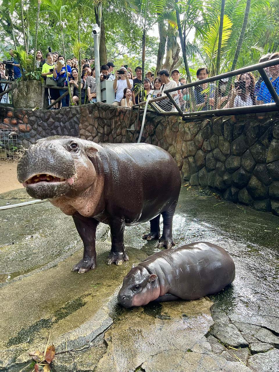 First family photo of ‘Moo-Deng’ released - Mother, father, and ...