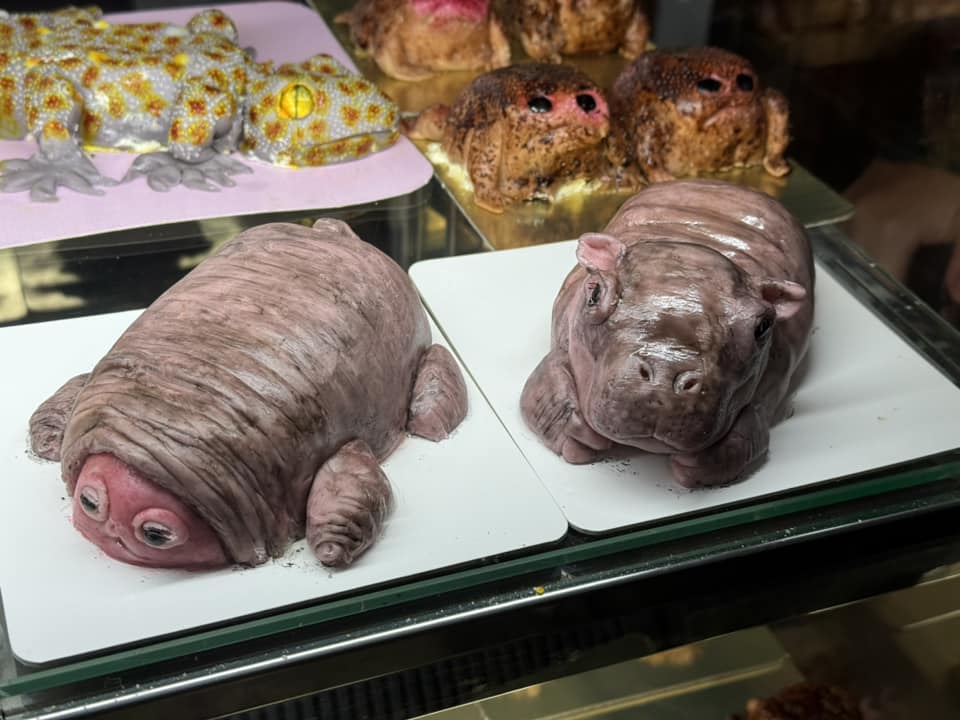 Cake of ‘Moo Deng’ the baby pygmy hippo at Khao Kheow Open Zoo too cute ...