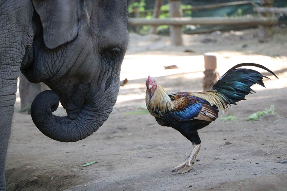 Adorable Duo - Baby elephant ‘Mina’ and Chicken ‘Edward’ share a unique ...