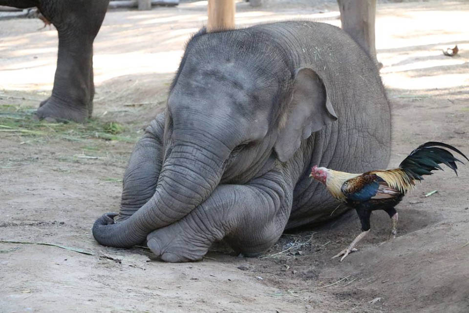 Adorable Duo - Baby elephant ‘Mina’ and Chicken ‘Edward’ share a unique ...
