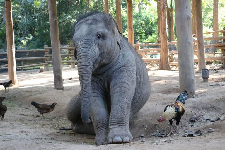 Adorable Duo - Baby elephant ‘Mina’ and Chicken ‘Edward’ share a unique ...