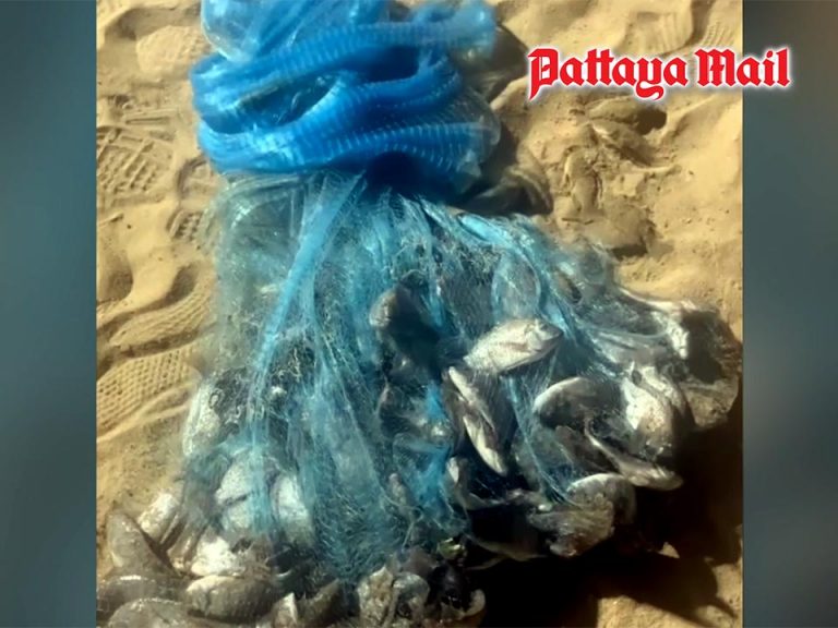 Invasive Blackchin tilapia spotted off Pattaya coast, authorities ...