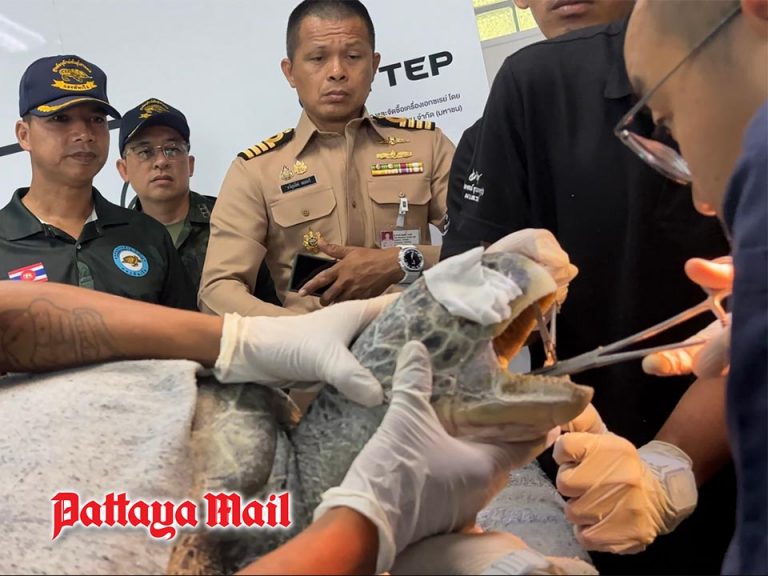 Thai Navy rescues 20-year-old green sea turtle found stranded with fish ...