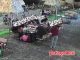 Thai restaurant owner vows justice for harassed staff regardless of ...