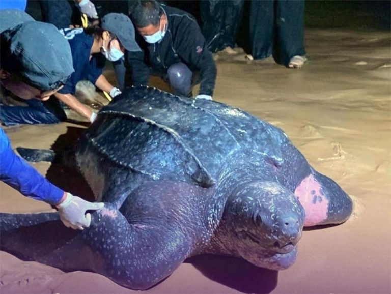 Rare Leatherback Sea Turtle nest found along Thailand’s Andaman coast ...