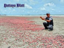 Millionen rosafarbener Seegurken an Strand von Rayong angespült ...