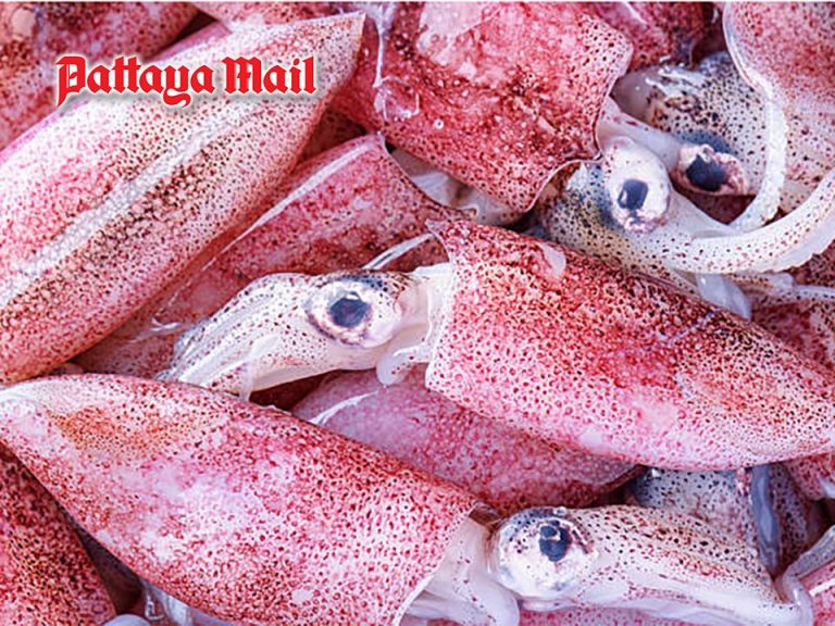 Squid isn’t a fish so why do we call it one and what exactly are they ...