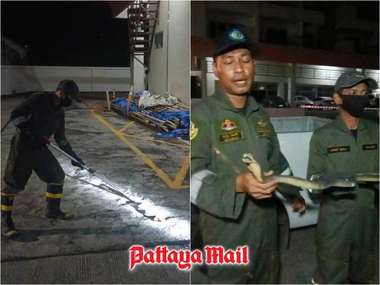 Pattaya resident horrified by cobra display until truth emerges ...